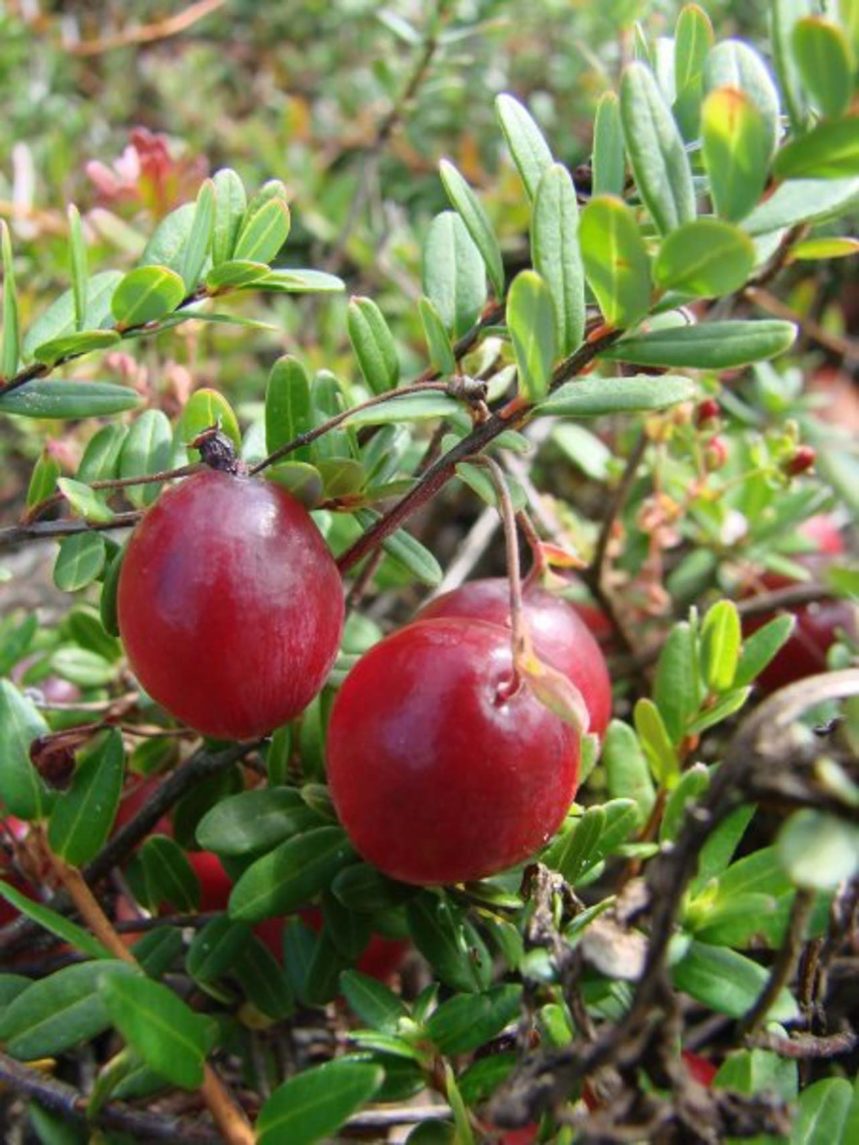 Cranberries - FODMAP Everyday