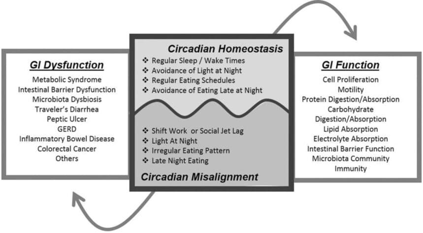 Chrono-nutrition, Circadian Rhythms & Irritable Bowel Syndrome - FODMAP ...