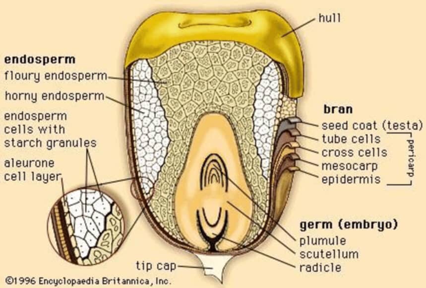 Is Corn Low FODMAP? - FODMAP Everyday