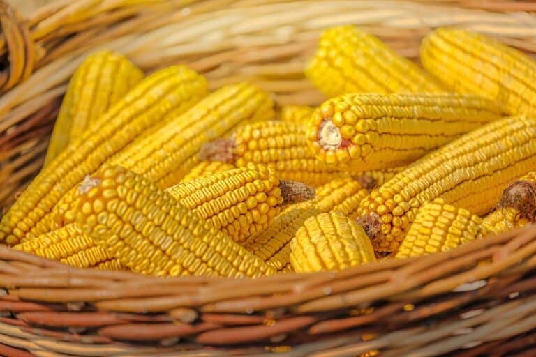 Is Corn Low FODMAP? - FODMAP Everyday