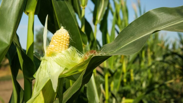 Is Corn Low FODMAP? - FODMAP Everyday