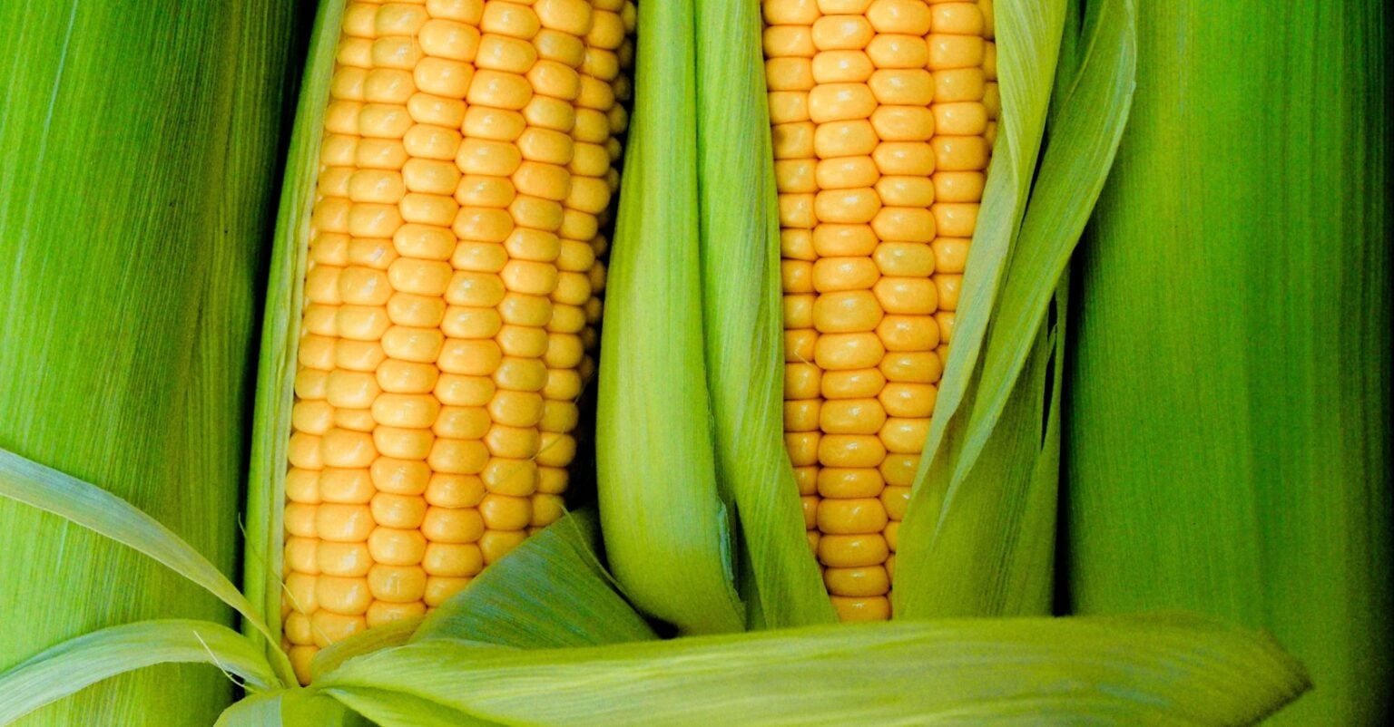 Is Corn Low FODMAP? - FODMAP Everyday