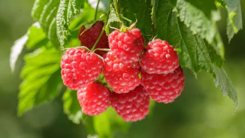 25 Of Our Favorite Low FODMAP Stone Fruit Recipes: Peaches, Plums ...