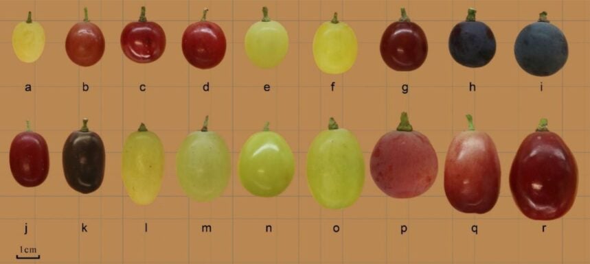 Everything You Need To Know About Grapes & FODMAPs - FODMAP Everyday