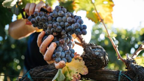 Everything You Need To Know About Grapes & FODMAPs - FODMAP Everyday