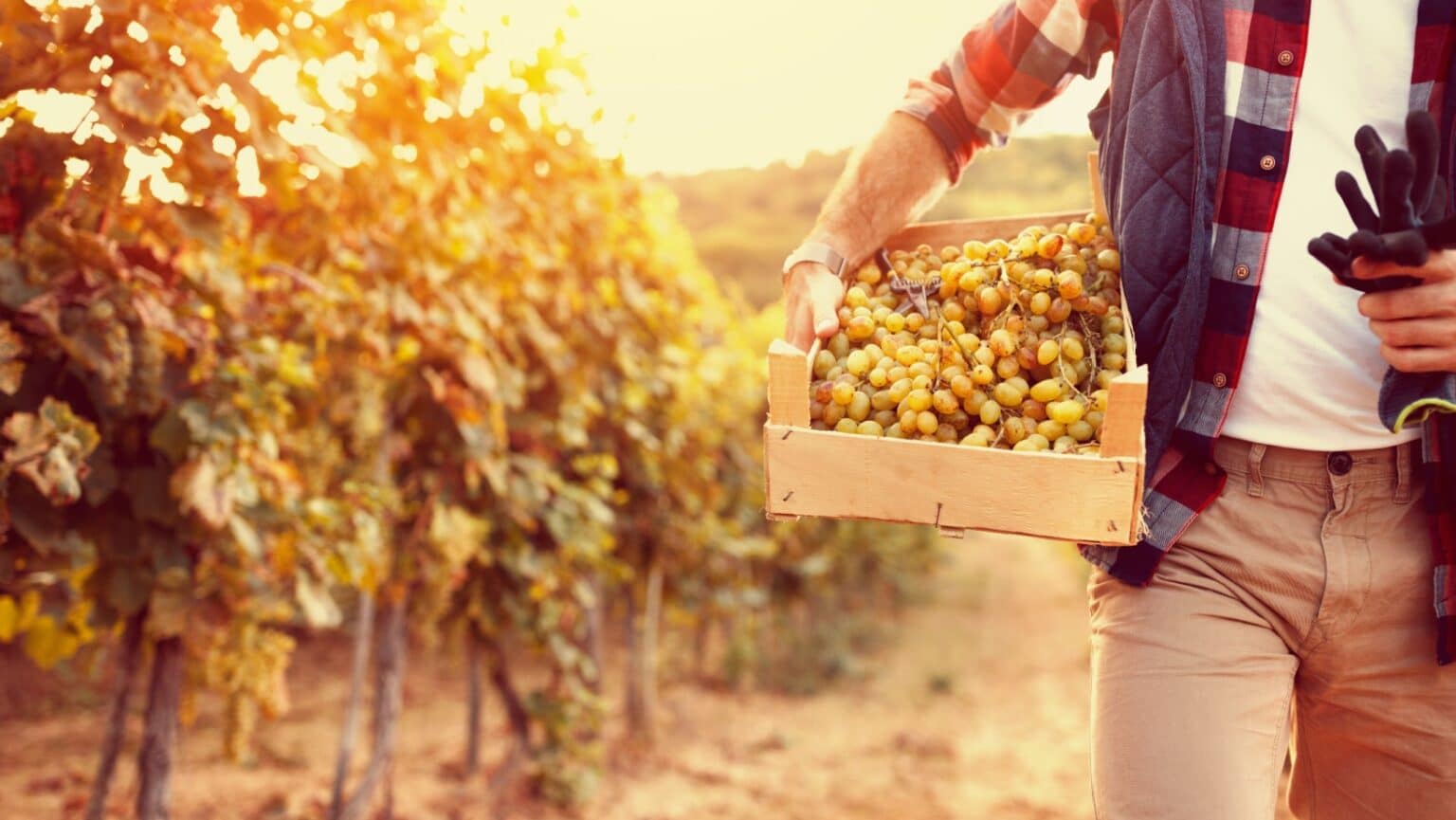 Are Grapes Low FODMAP? - FODMAP Everyday