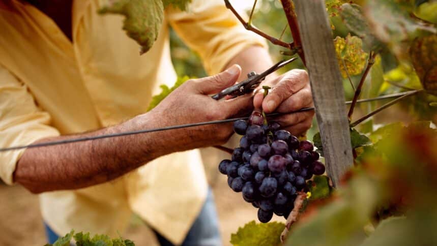 Are Grapes Low FODMAP? - FODMAP Everyday