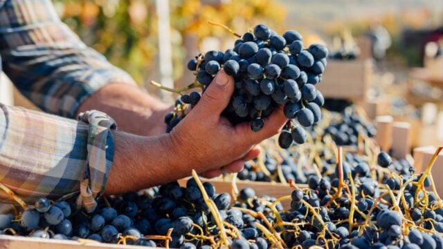 Are Grapes Low FODMAP? - FODMAP Everyday