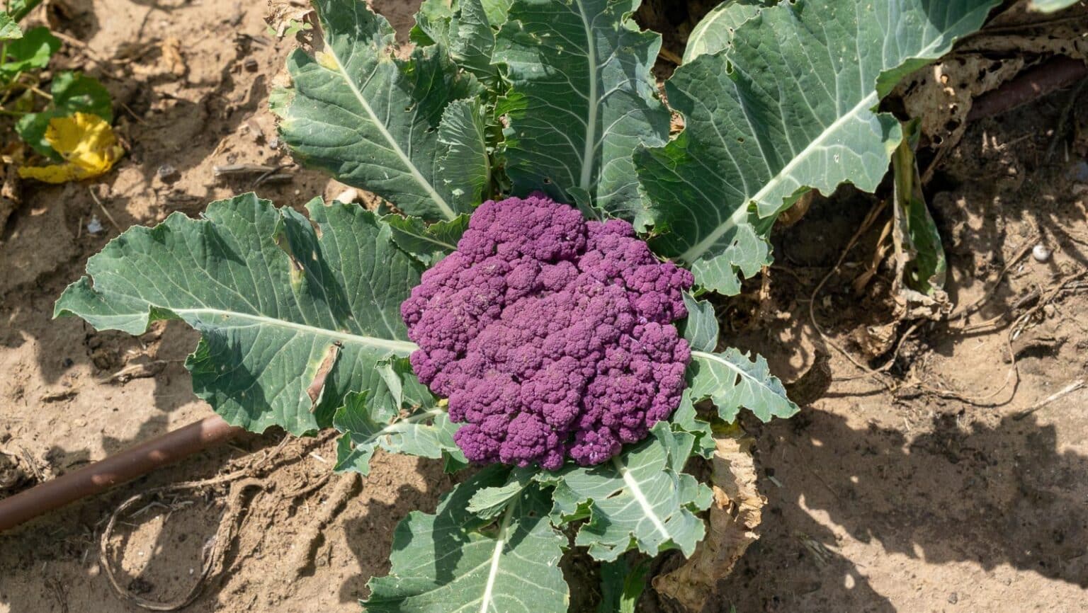 Cauliflower - FODMAP Everyday