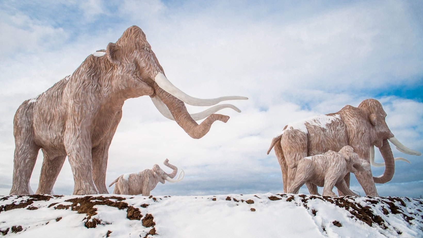 Scientists Pioneer 'Woolly Mice' in Quest to Revive Woolly Mammoths ...