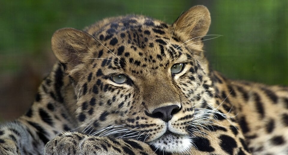 13 animals on the brink of extinction that could disappear in your ...