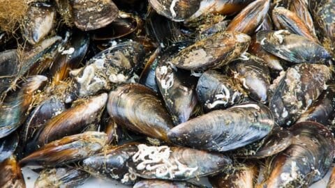 11 Foods That Should Not Be Eaten Raw When Managing Fatty Liver ...