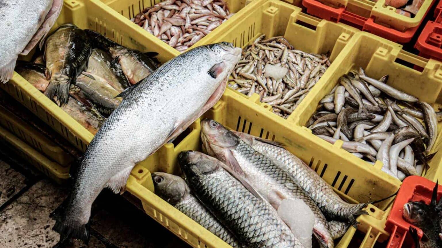 15 things you may not know about seafood - FODMAP Everyday