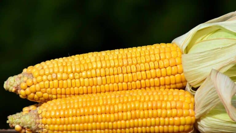 12 popular fruits and vegetables originally looked like this - FODMAP ...