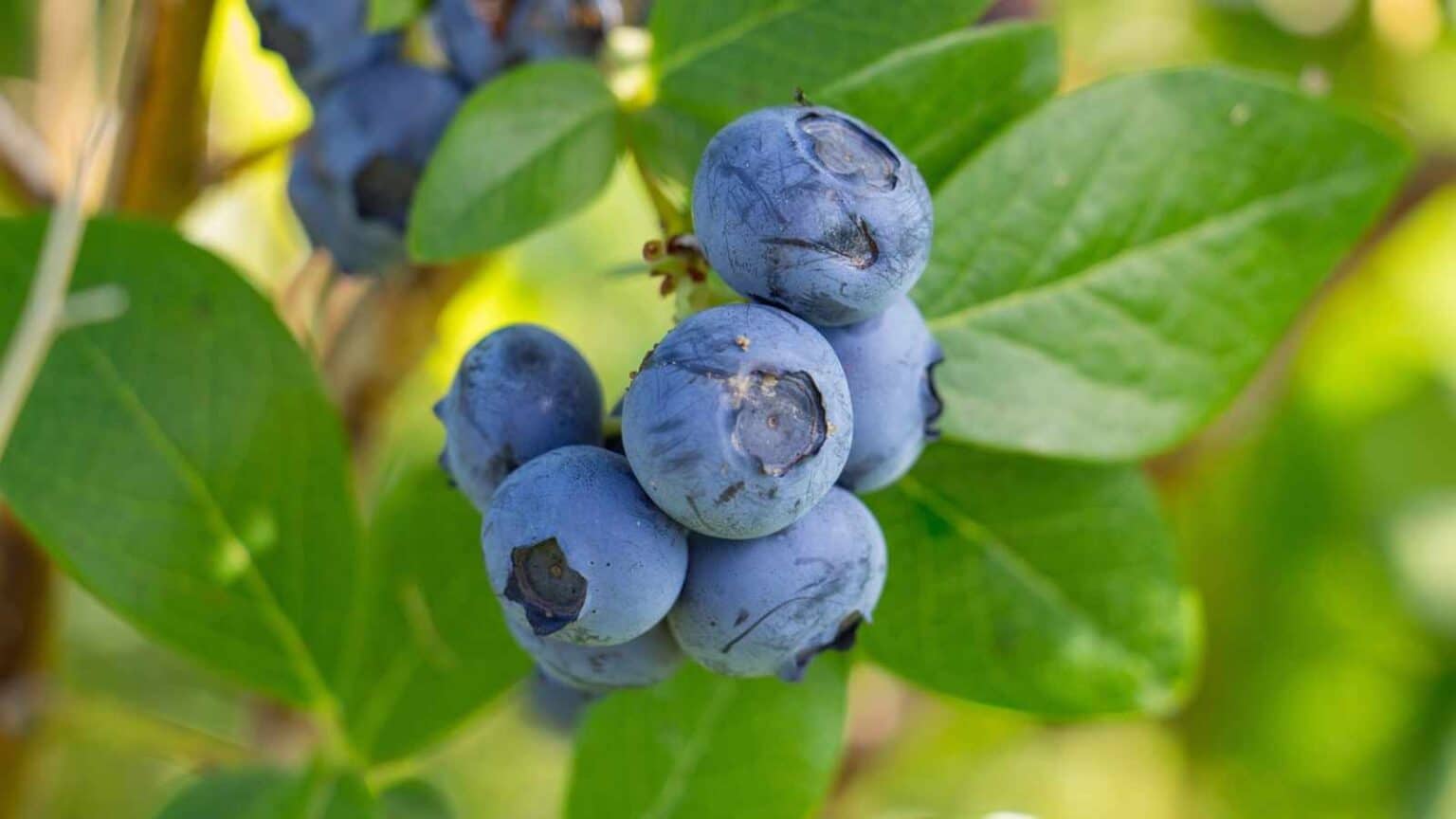 12 fruits that support muscle development - FODMAP Everyday