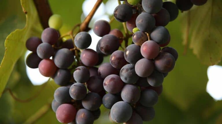 10 fruits that support healthy blood pressure - FODMAP Everyday