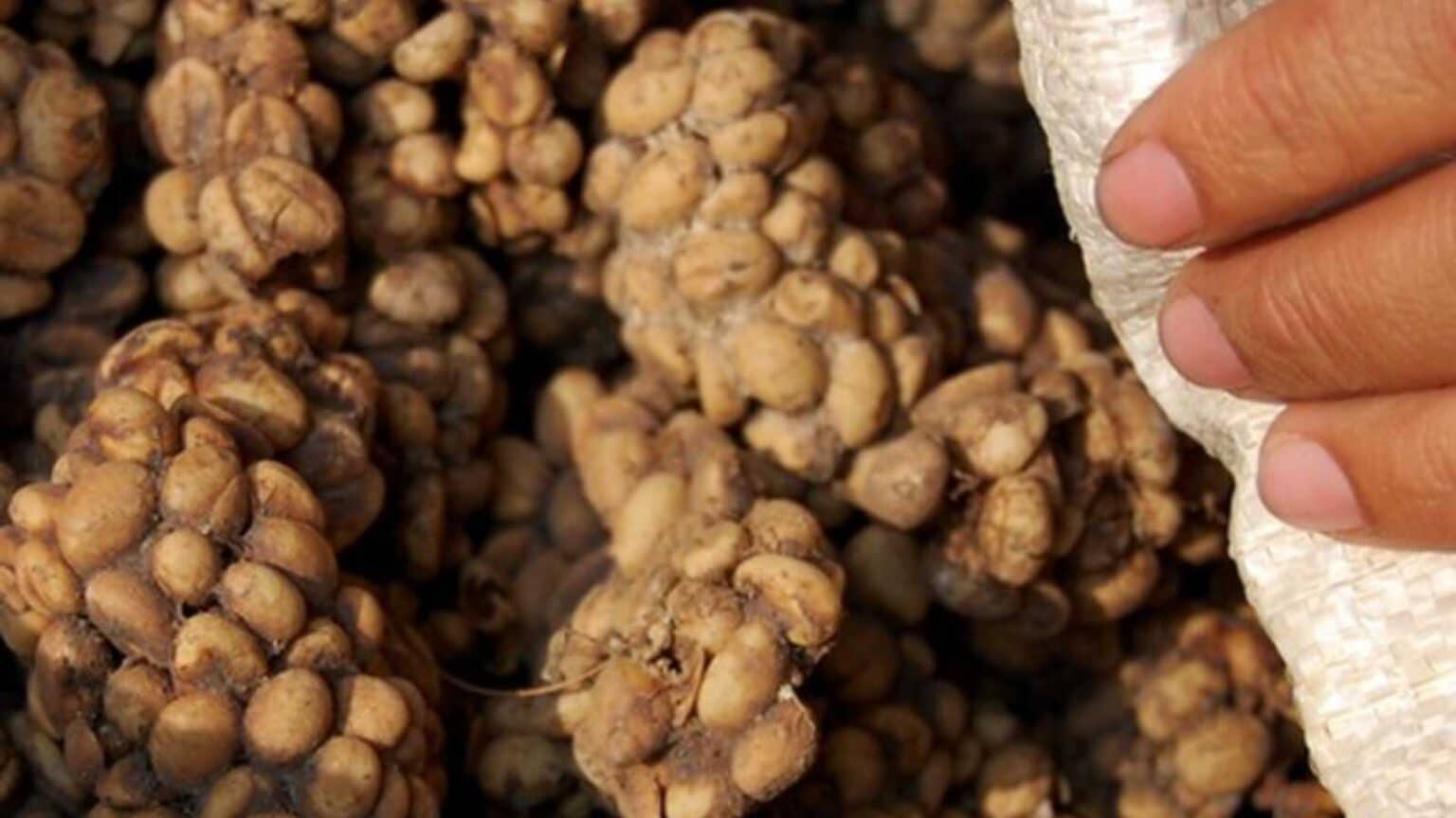 10 most controversial foods on Earth - FODMAP Everyday