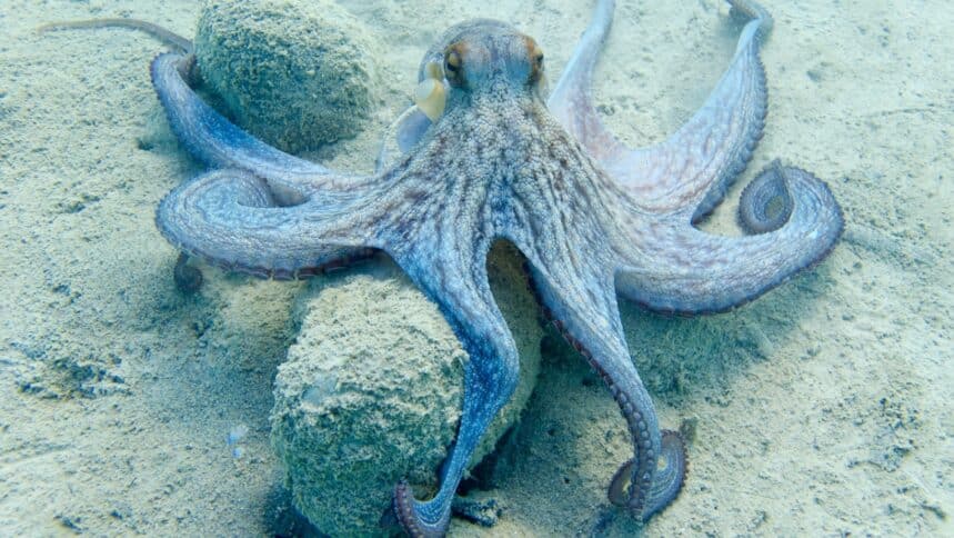 Why Octopuses Could Hold the Key to Future Science and Medicine ...