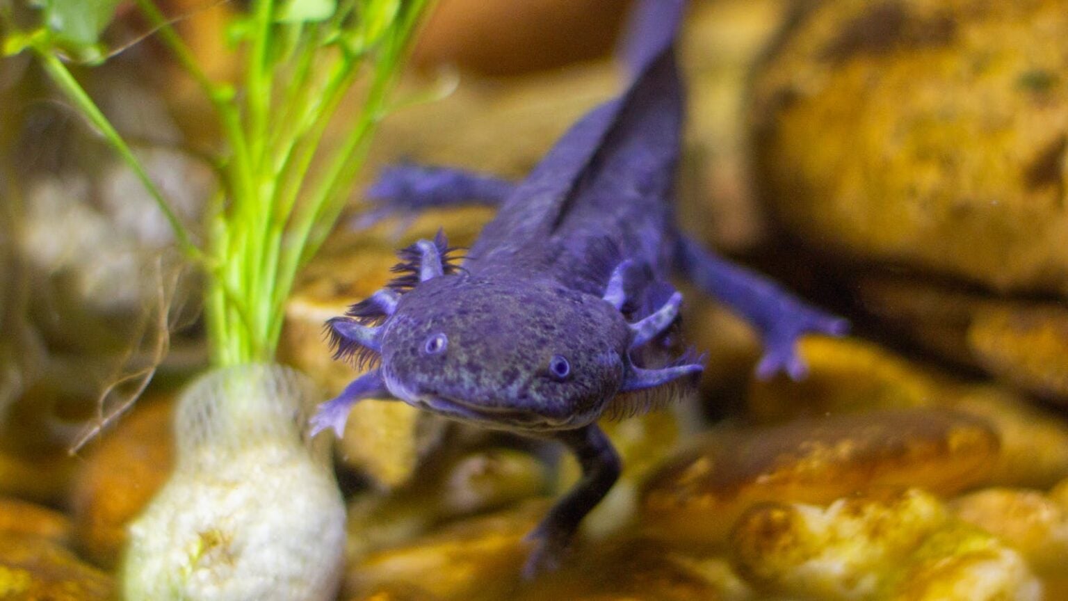 11 animals that look fake but are real - FODMAP Everyday