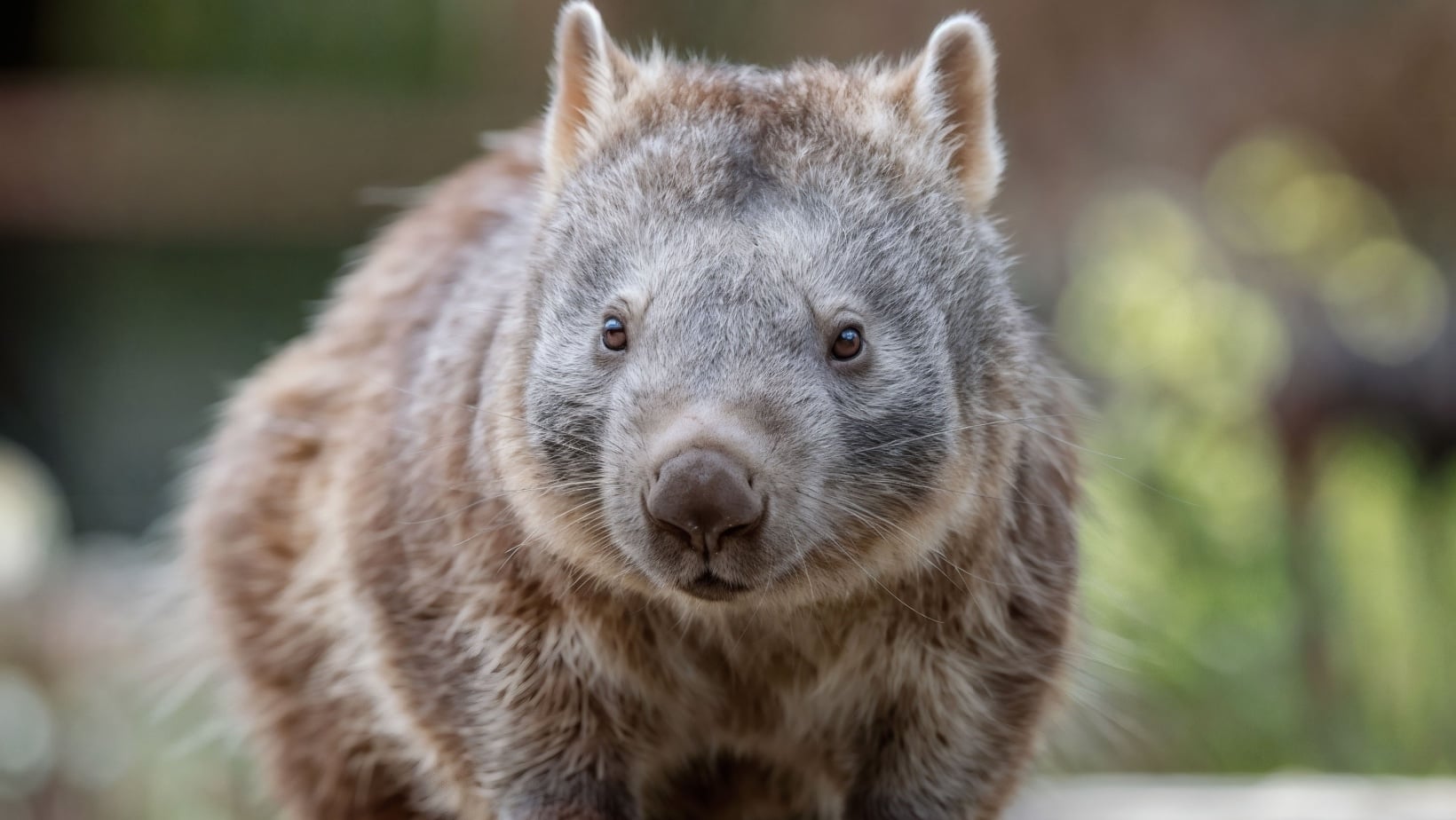 What Wombats Teach Us About Nature - FODMAP Everyday