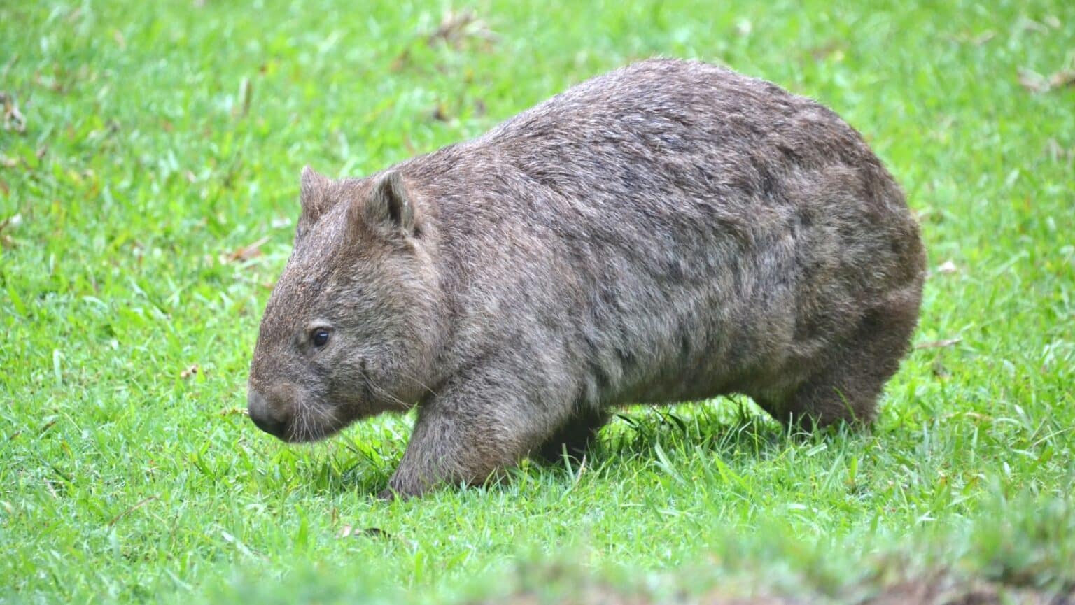 What Wombats Teach Us About Nature - FODMAP Everyday
