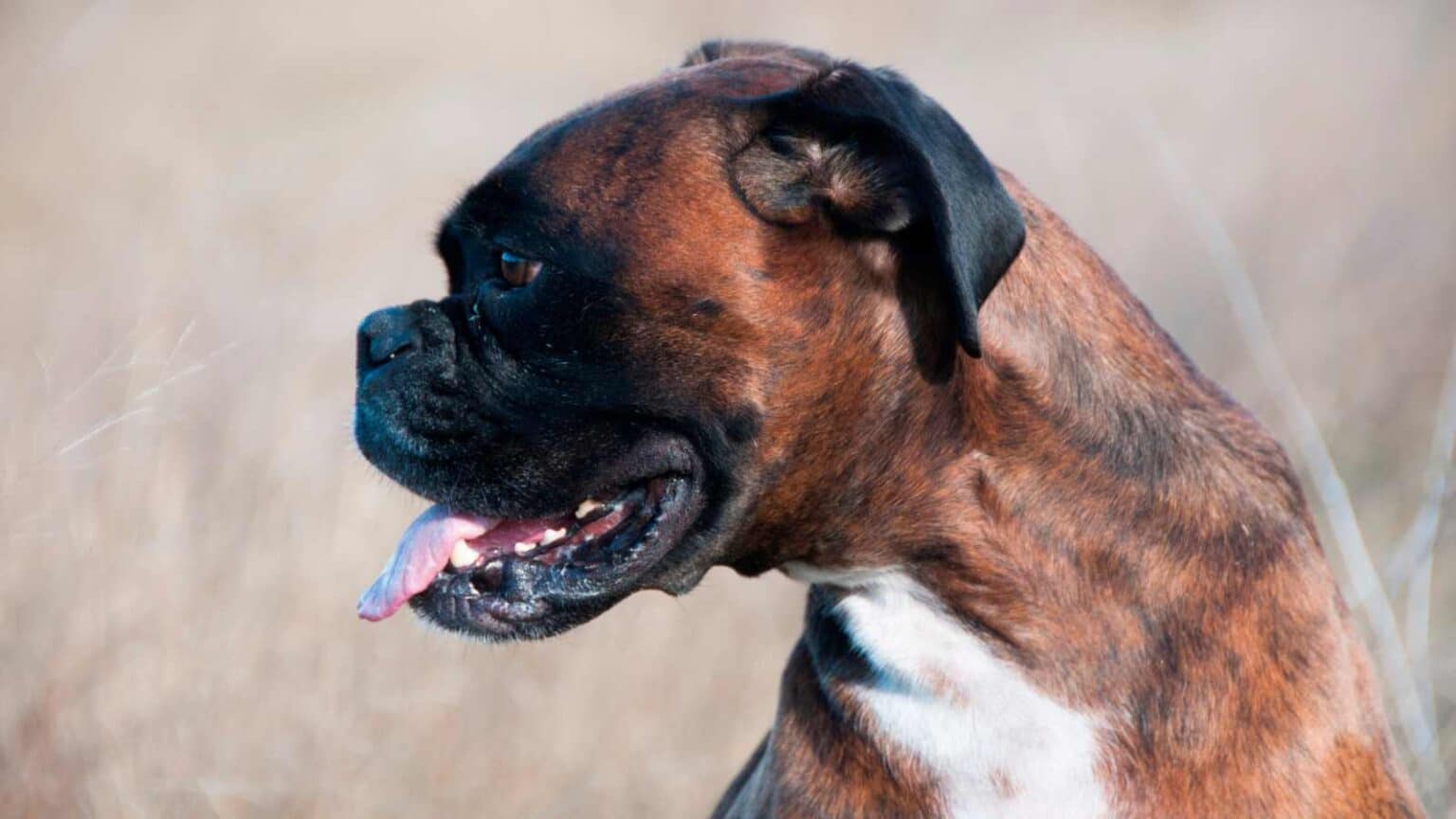 12 loyal dog breeds that make lifelong companions - FODMAP Everyday