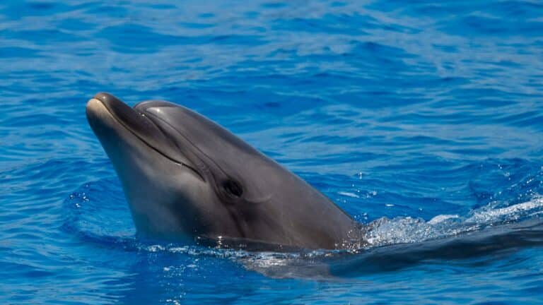 10 Scary Dolphin Facts That Might Change How You See Them - FODMAP Everyday