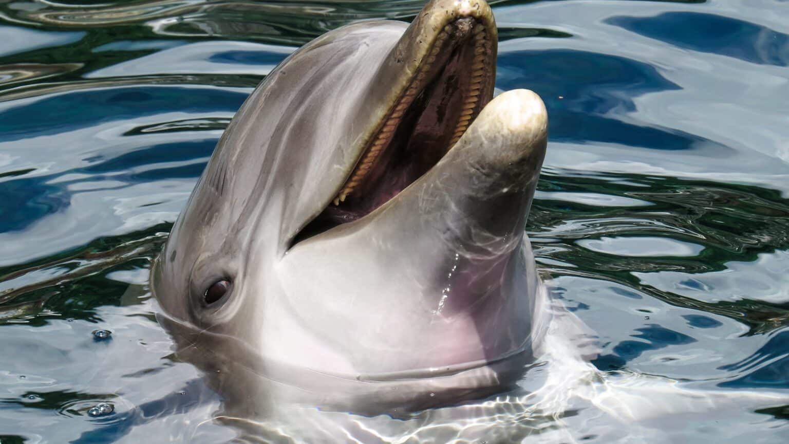 10 Scary Dolphin Facts That Might Change How You See Them - FODMAP Everyday