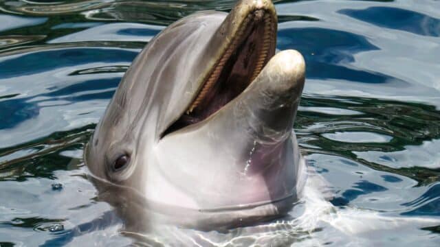 10 Scary Dolphin Facts That Might Change How You See Them - FODMAP Everyday