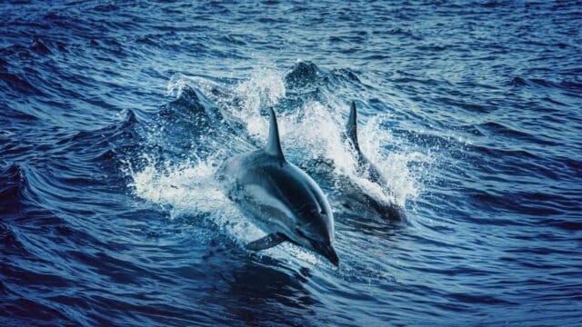 10 Scary Dolphin Facts That Might Change How You See Them - FODMAP Everyday