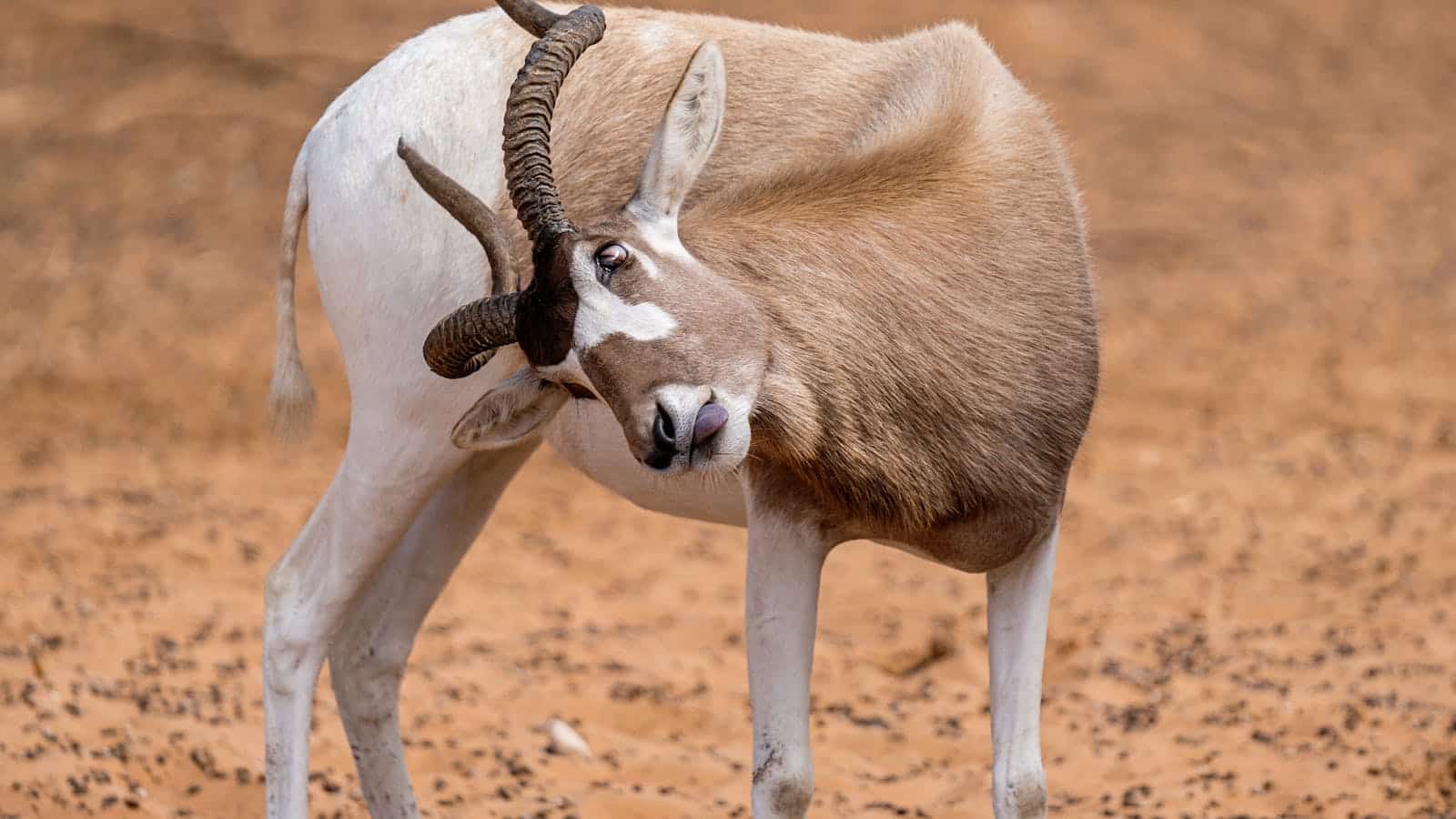 The 12 endangered desert animals struggling to survive climate change ...
