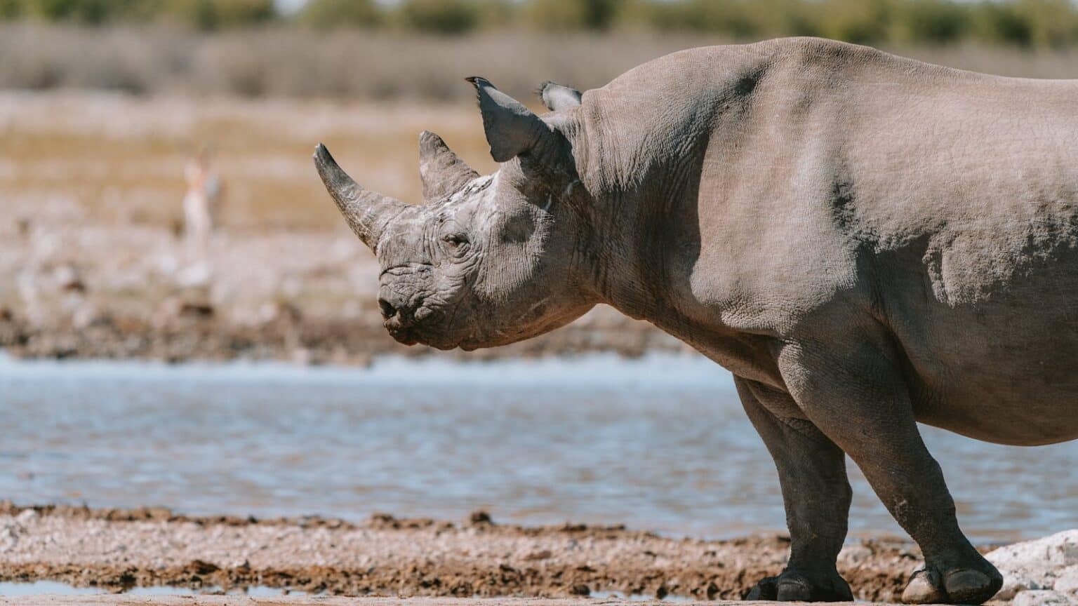 The 12 endangered desert animals struggling to survive climate change ...