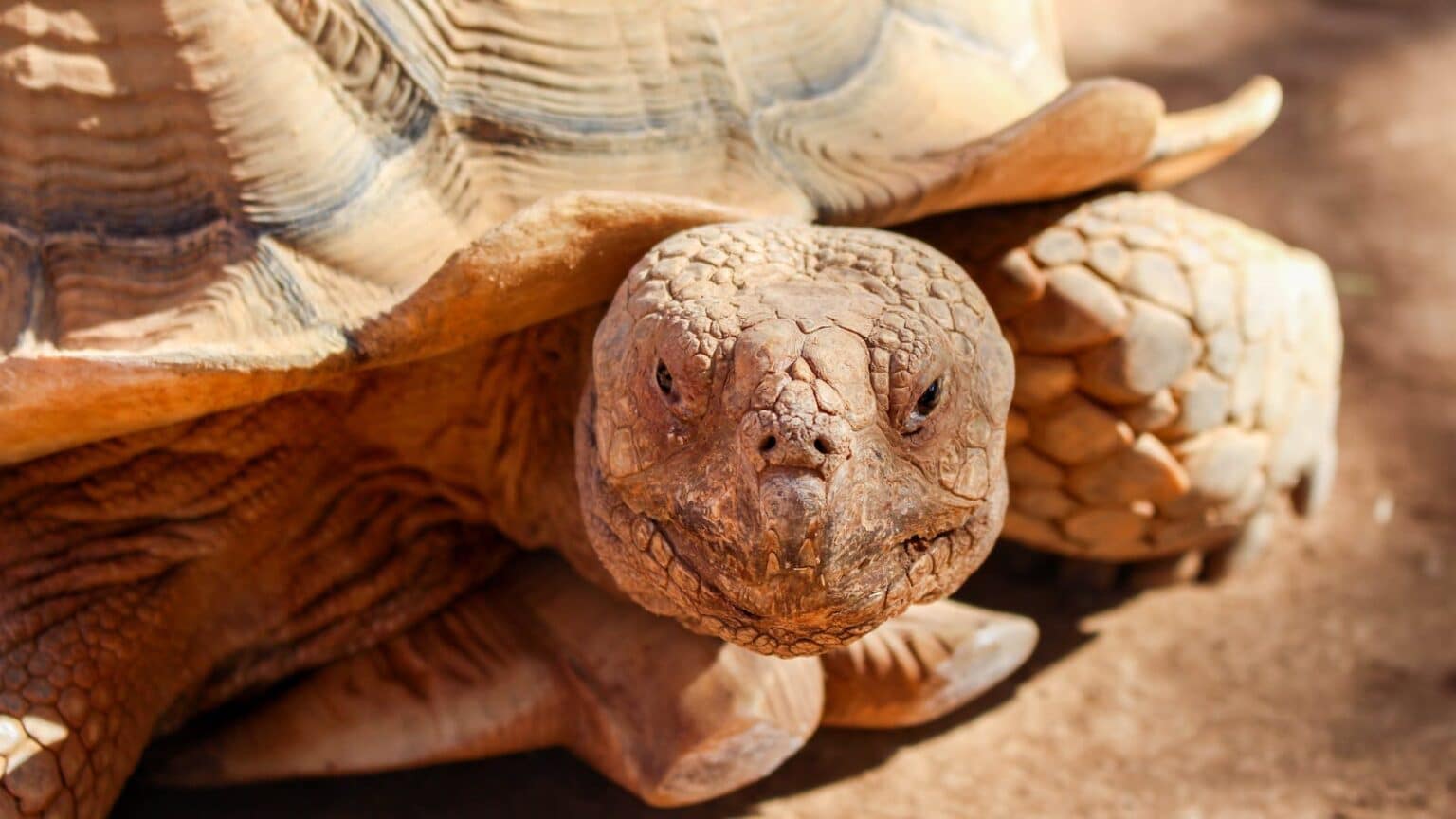 The 12 endangered desert animals struggling to survive climate change ...
