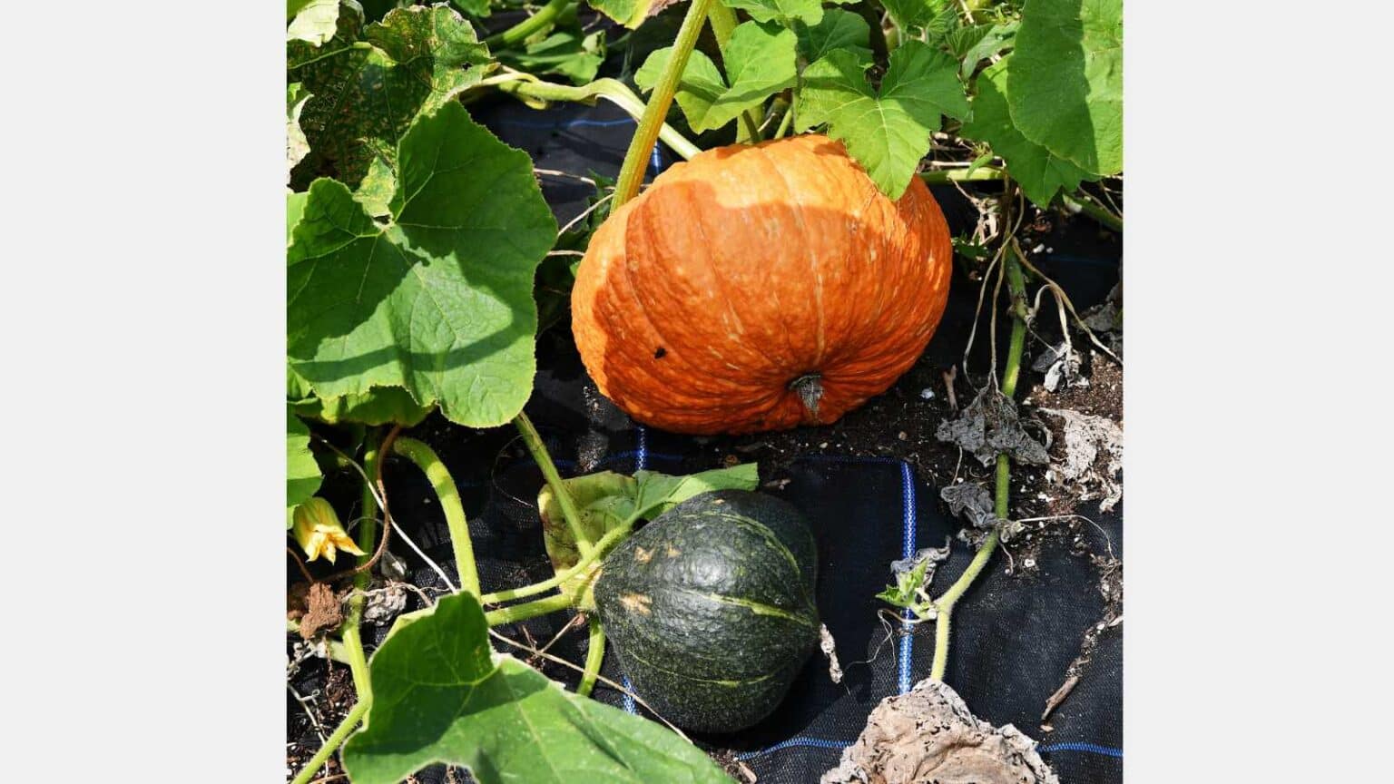 The Best Root Vegetables for Better Vision - FODMAP Everyday