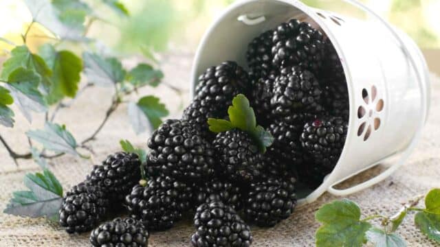 10 fruits that aid digestive system health - FODMAP Everyday