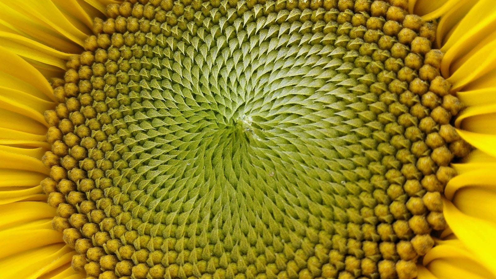 Fibonacci and the Future: How Ancient Math Powers Modern Technology ...