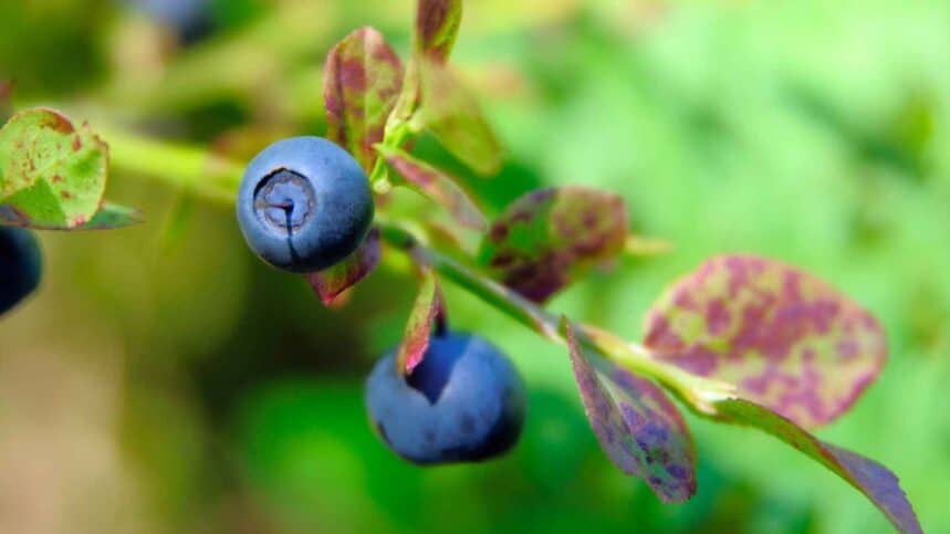 10 berries that help improve liver function - FODMAP Everyday