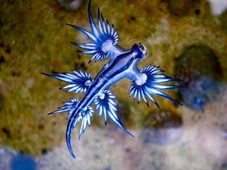 11 animals that look fake but are real - FODMAP Everyday