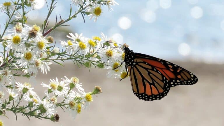 Why Western Monarch Day matters more than it used to - FODMAP Everyday
