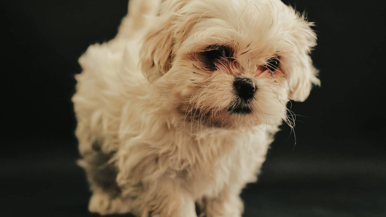 11 dog breeds with impressive lifespan - FODMAP Everyday