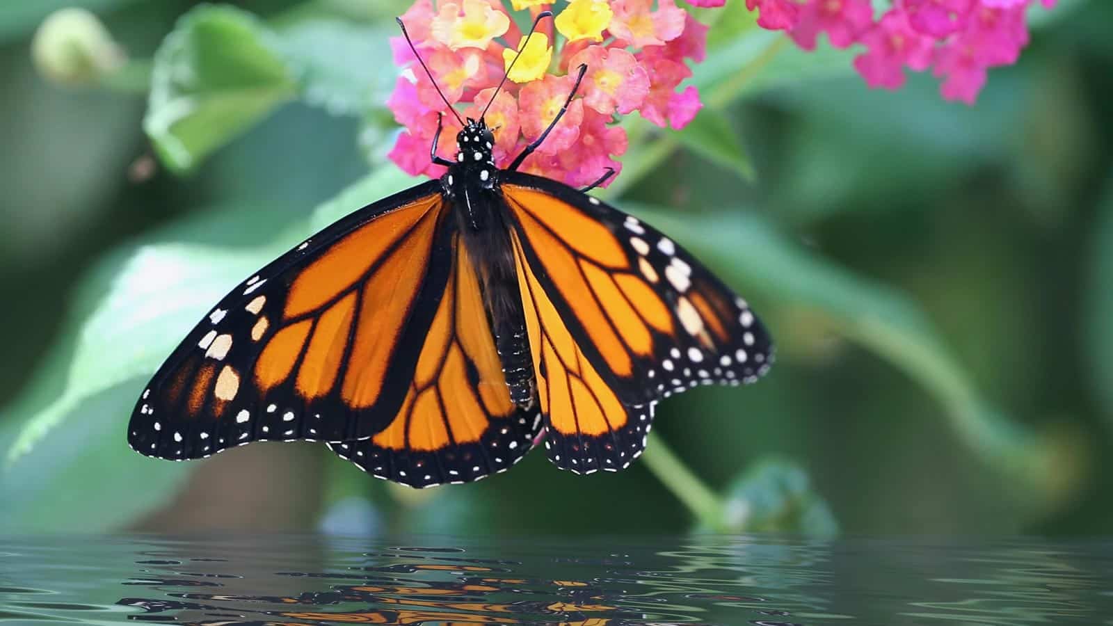 Why Western Monarch Day matters more than it used to - FODMAP Everyday