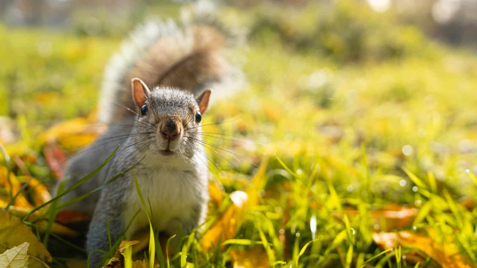 We created the squirrel problem we complain about - FODMAP Everyday