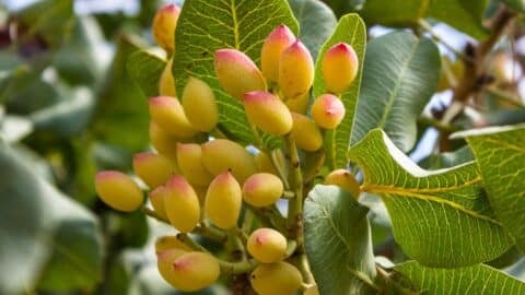 The History of the Pistachio: From Royal Treat to California Cash Crop ...