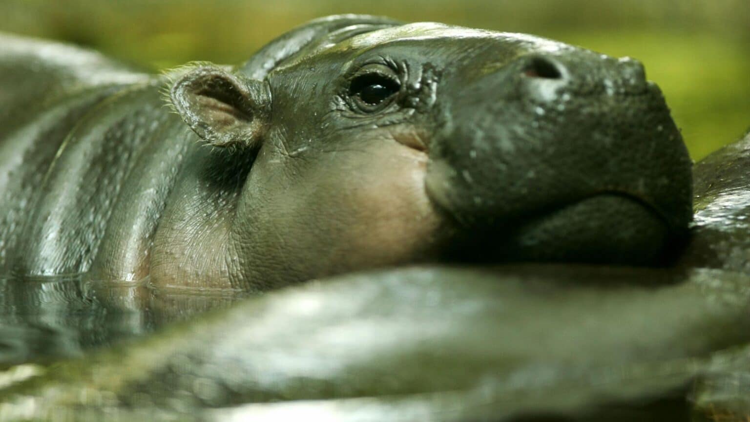 How Moo Deng The Pygmy Hippo Turned A Shy Species Into A Global Star ...