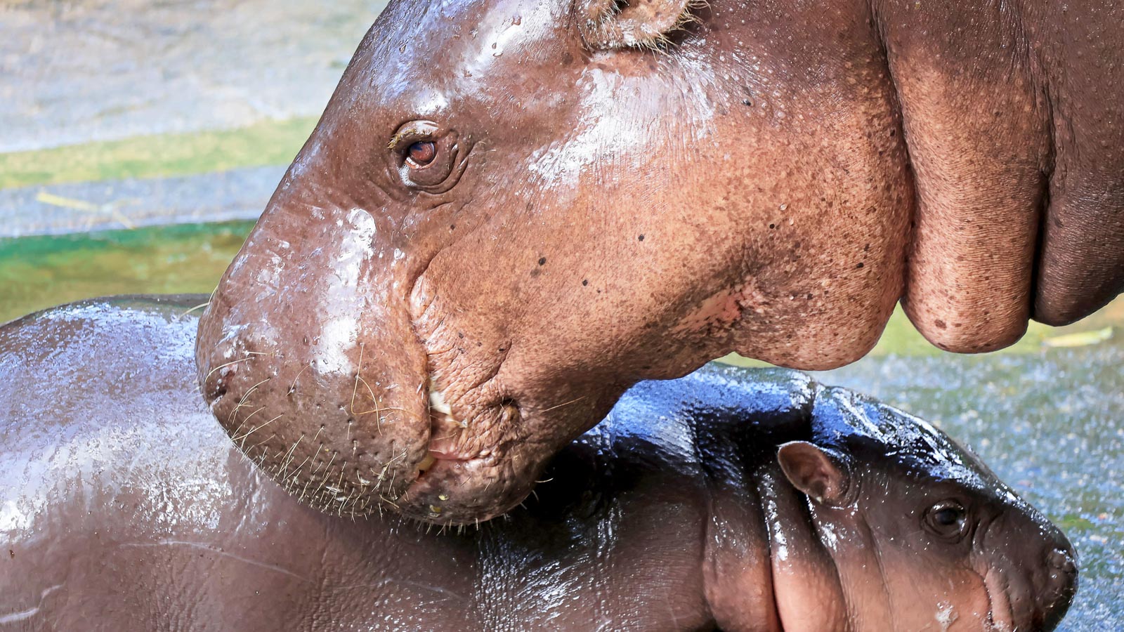 How Moo Deng The Pygmy Hippo Turned A Shy Species Into A Global Star ...